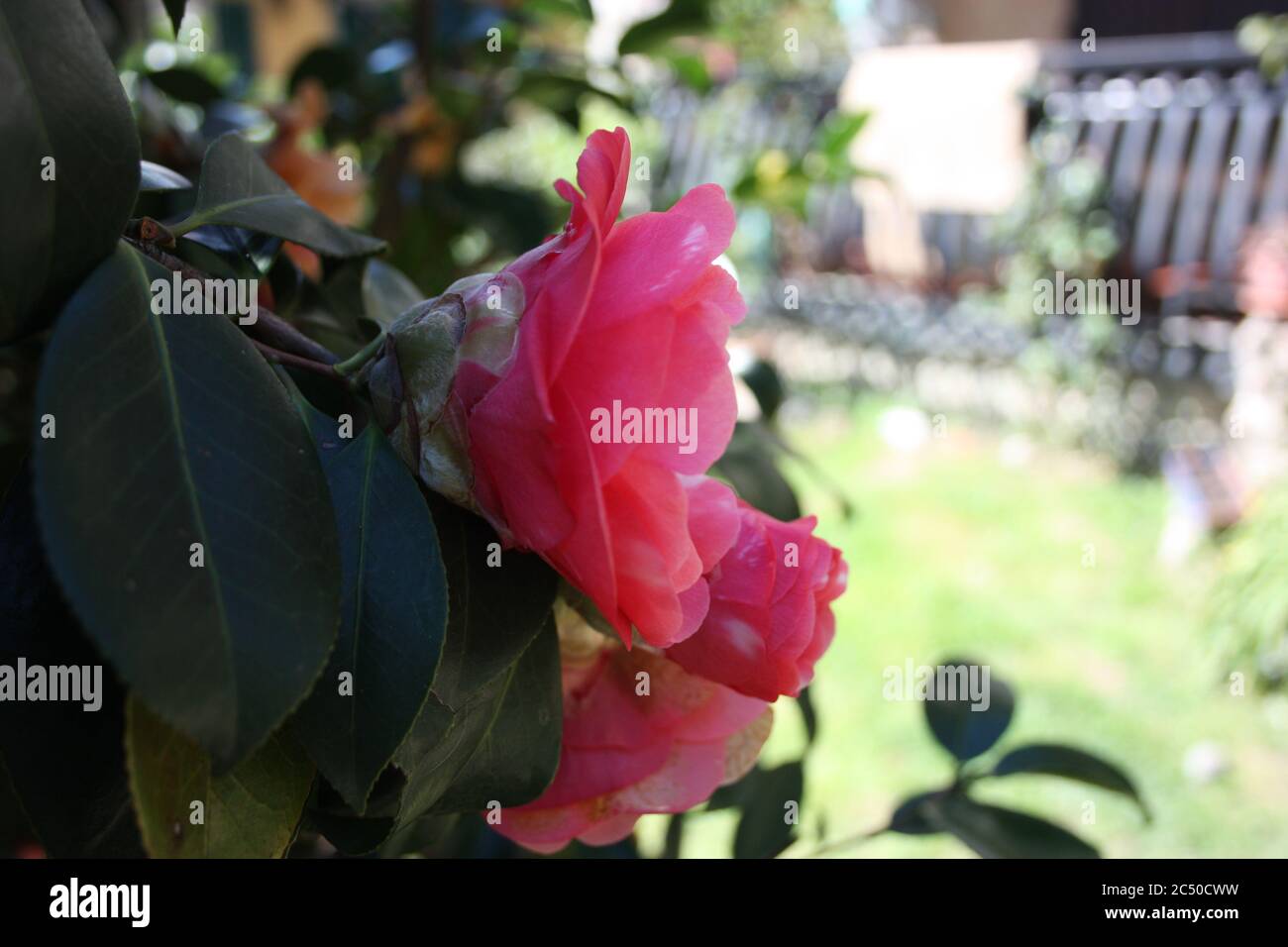 detail of camellia flower on tree plant in a sunny garden in summer ...