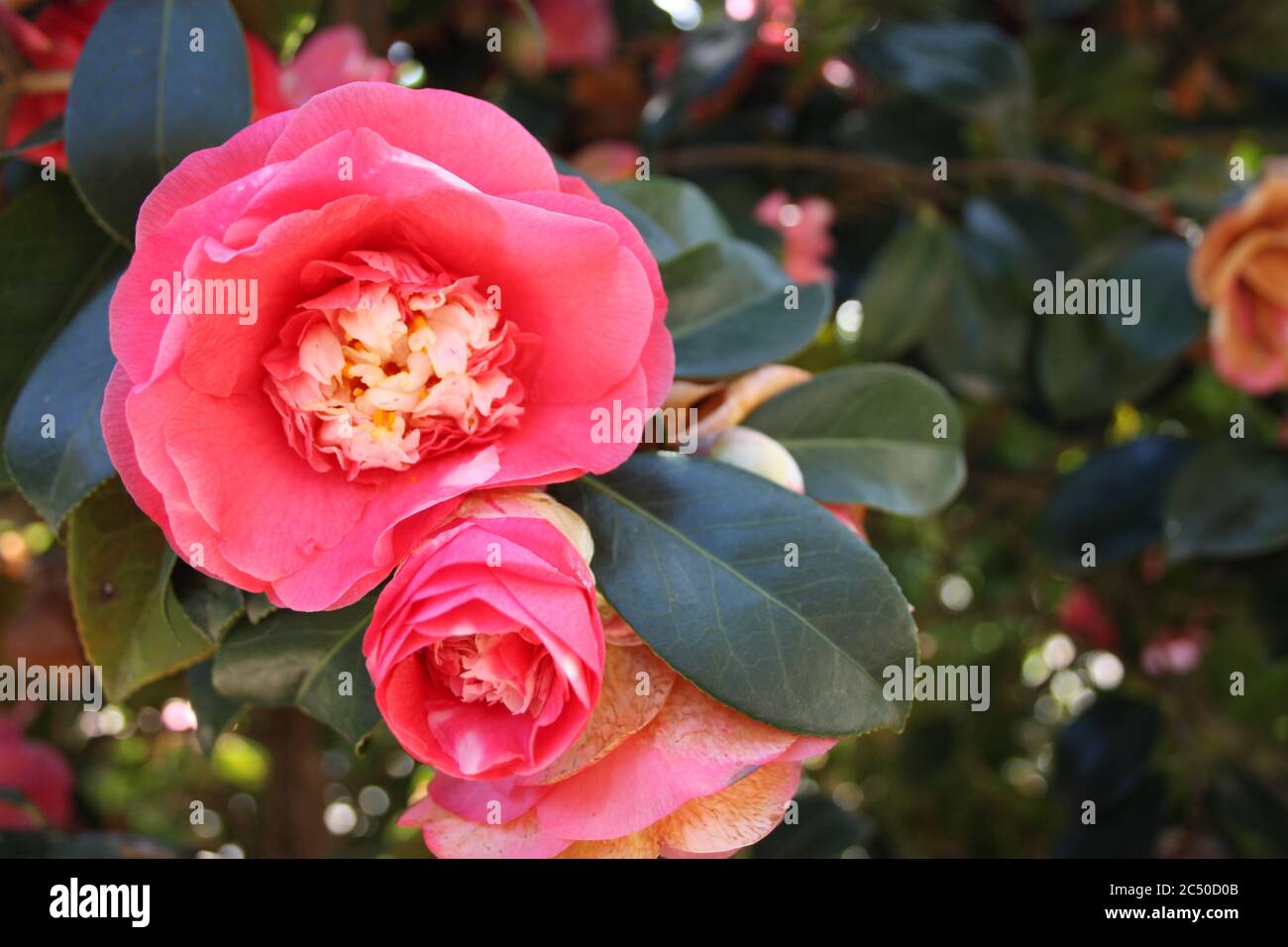 detail of camellia flower on tree plant in a sunny garden in summer ...