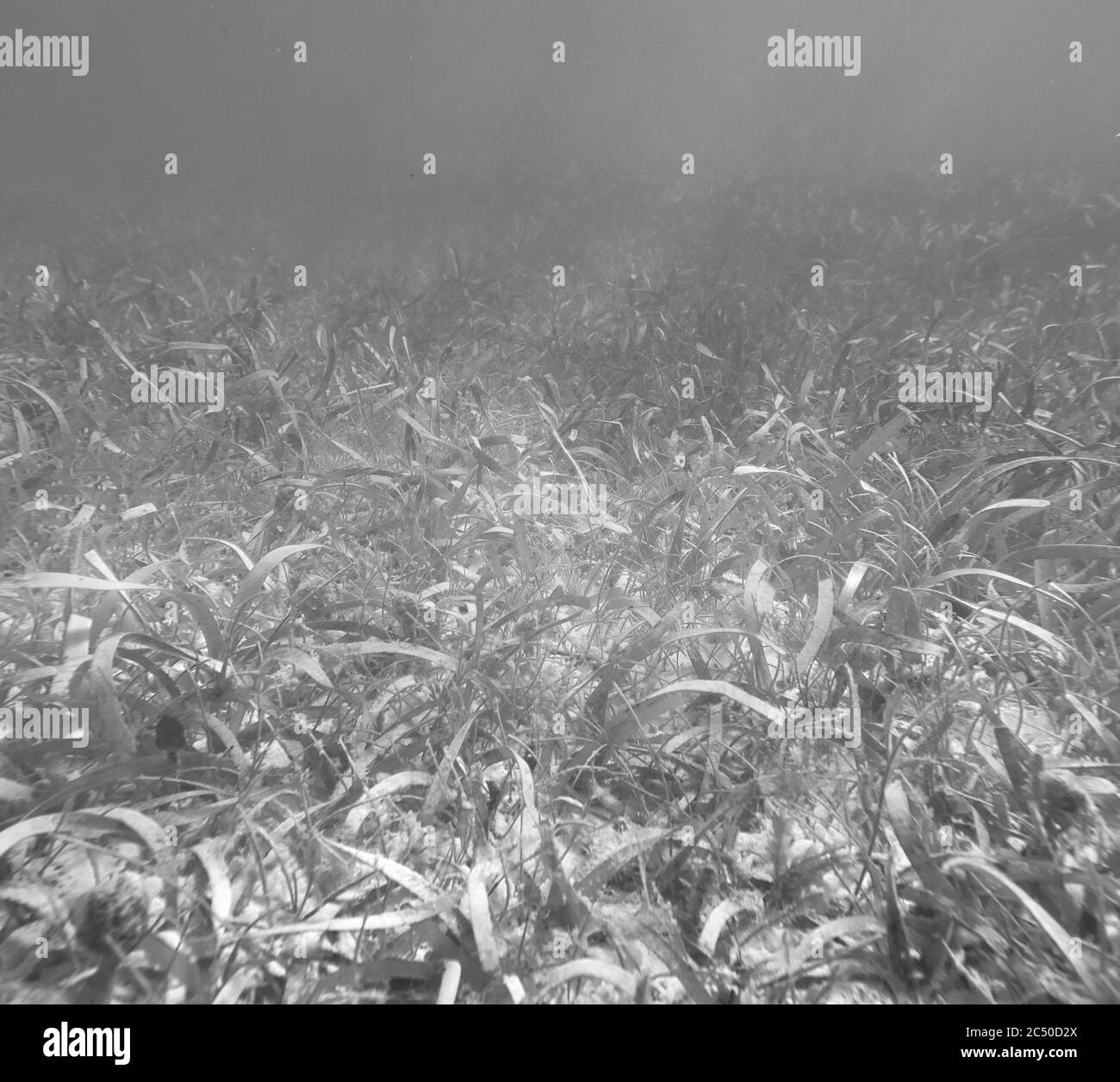 Underwater world. Tropical transparent ocean. Still Calm Sea Water ...