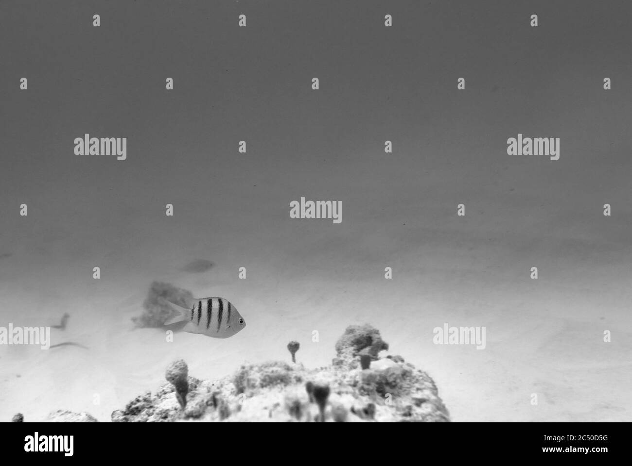 Underwater world. Tropical transparent ocean. Still Calm Sea Water ...