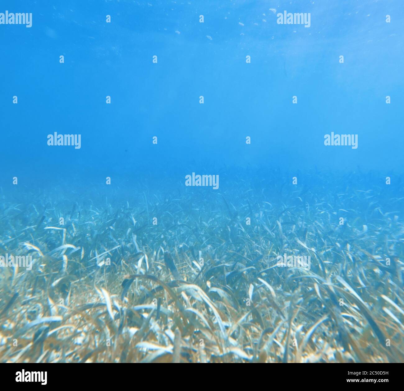 Underwater world. Tropical transparent ocean. Still Calm Sea Water ...