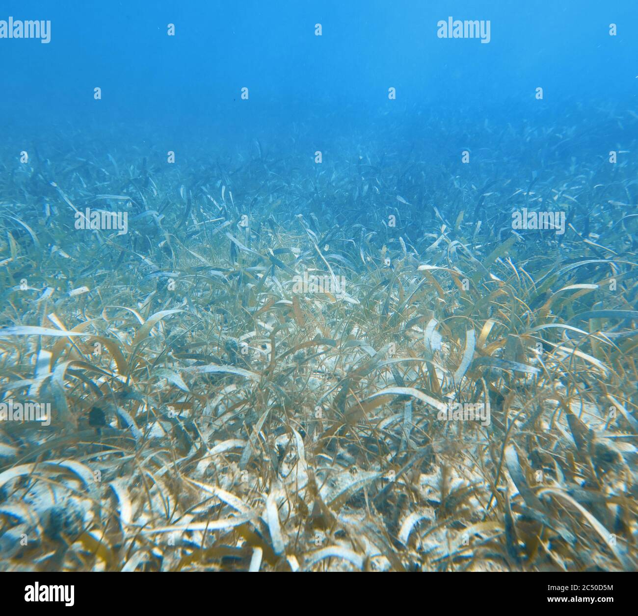 Underwater world. Tropical transparent ocean. Still Calm Sea Water ...