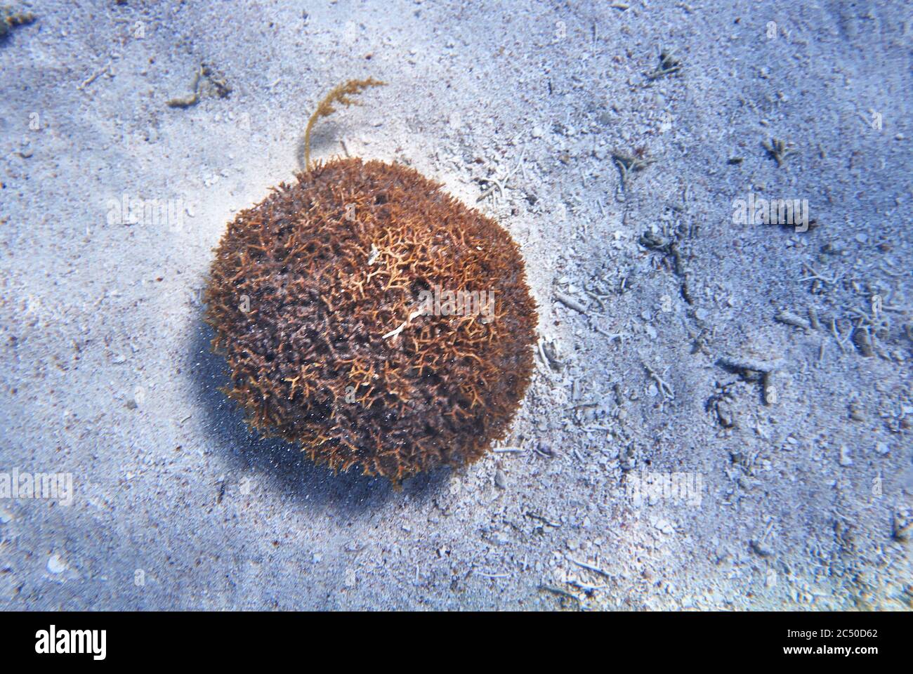 Underwater world. Tropical transparent ocean. Still Calm Sea Water ...