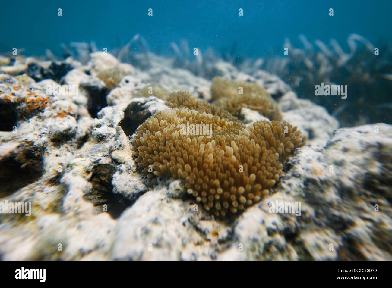 Sea anemone on a coral reef. Underwater world, Marine life Stock Photo ...