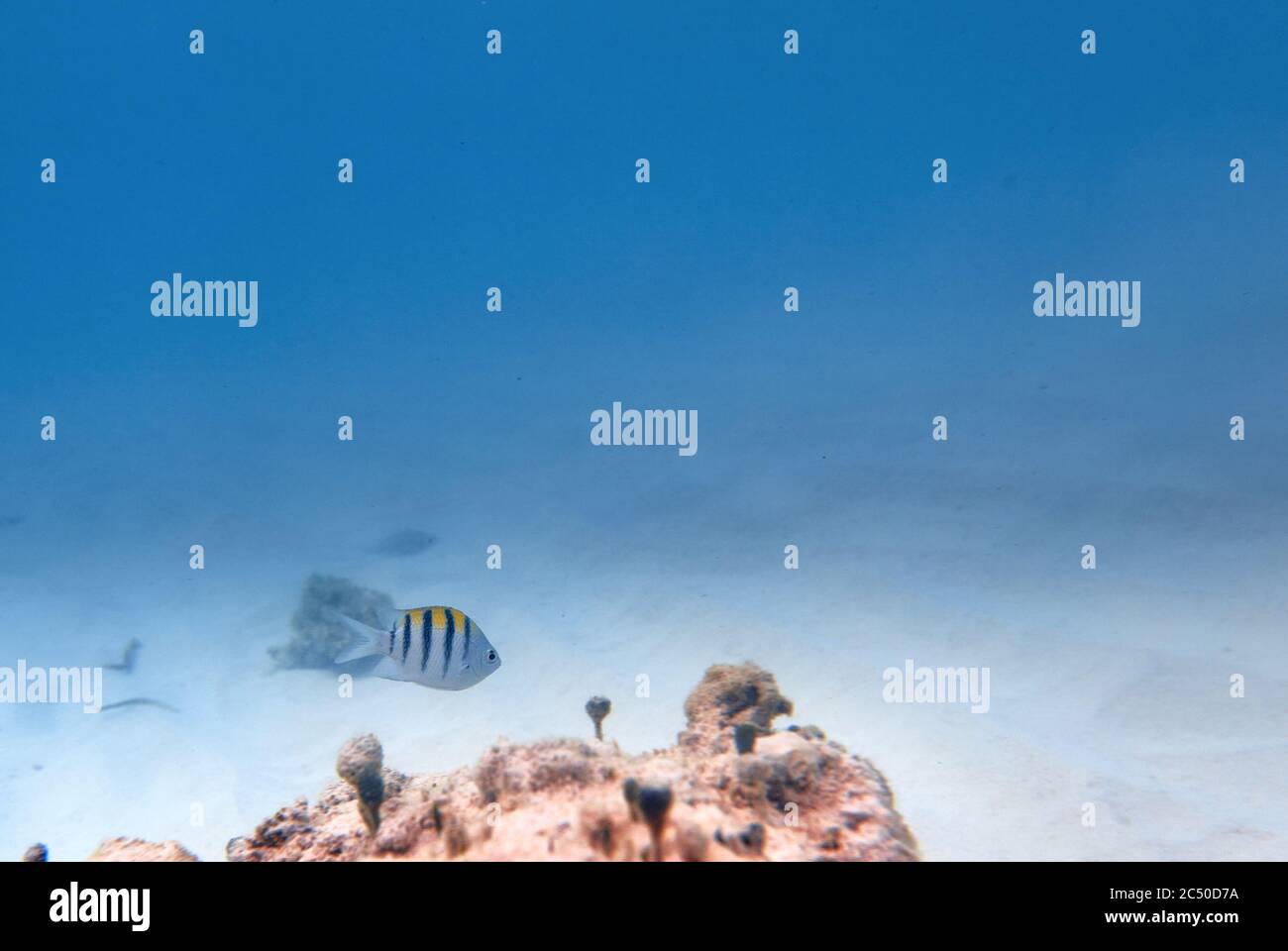 Underwater world. Tropical transparent ocean. Still Calm Sea Water ...
