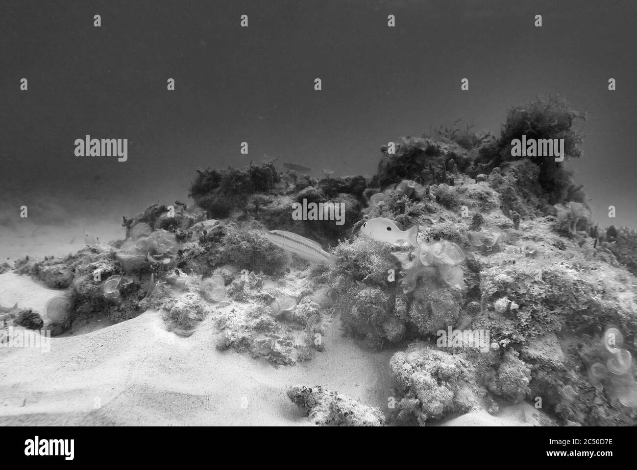 Underwater world. Tropical transparent ocean. Still Calm Sea Water ...