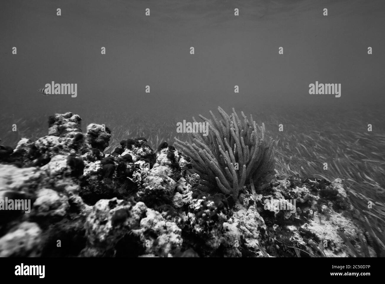 Underwater world. Tropical transparent ocean. Still Calm Sea Water ...