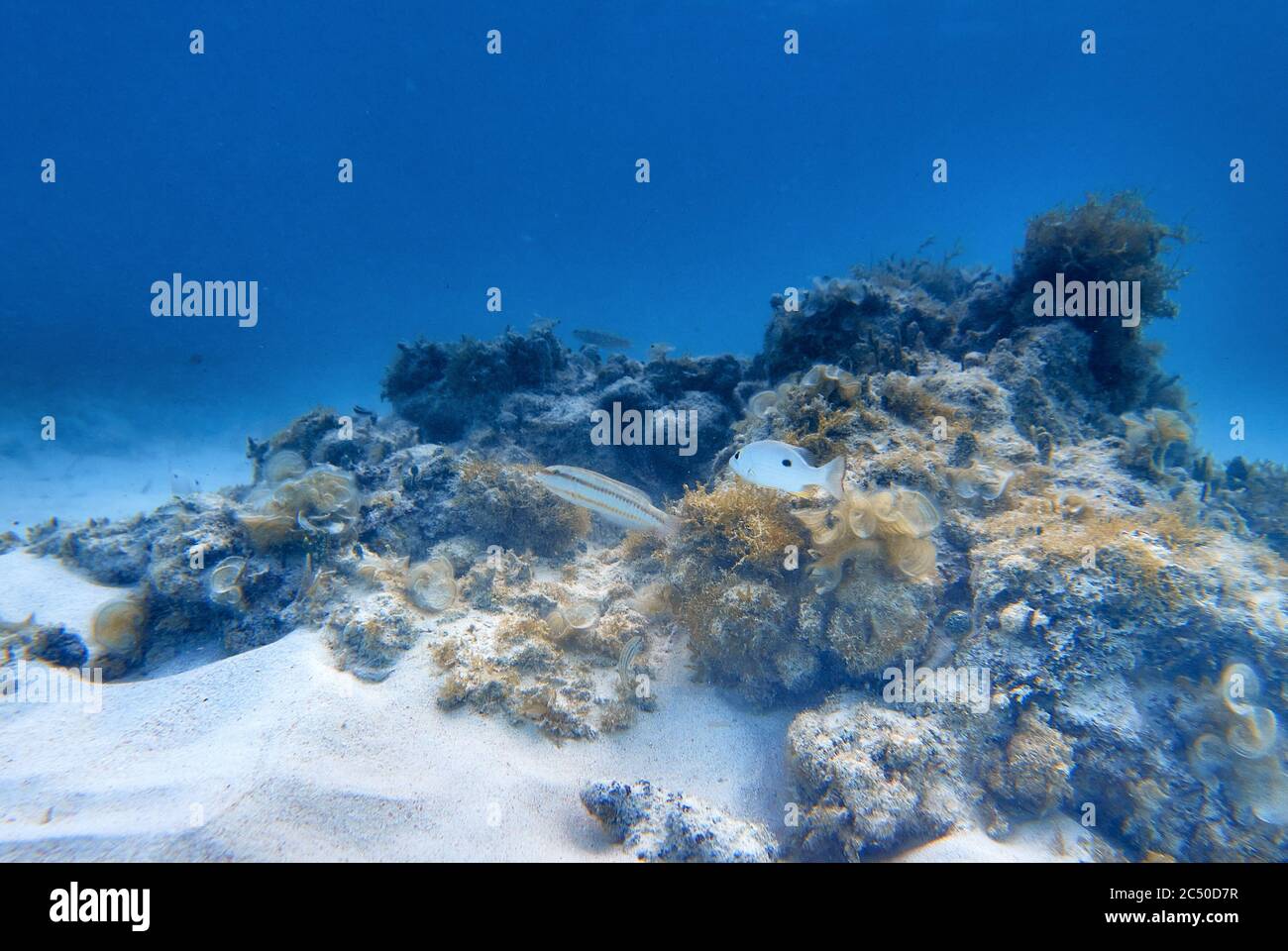 Underwater world. Tropical transparent ocean. Still Calm Sea Water ...