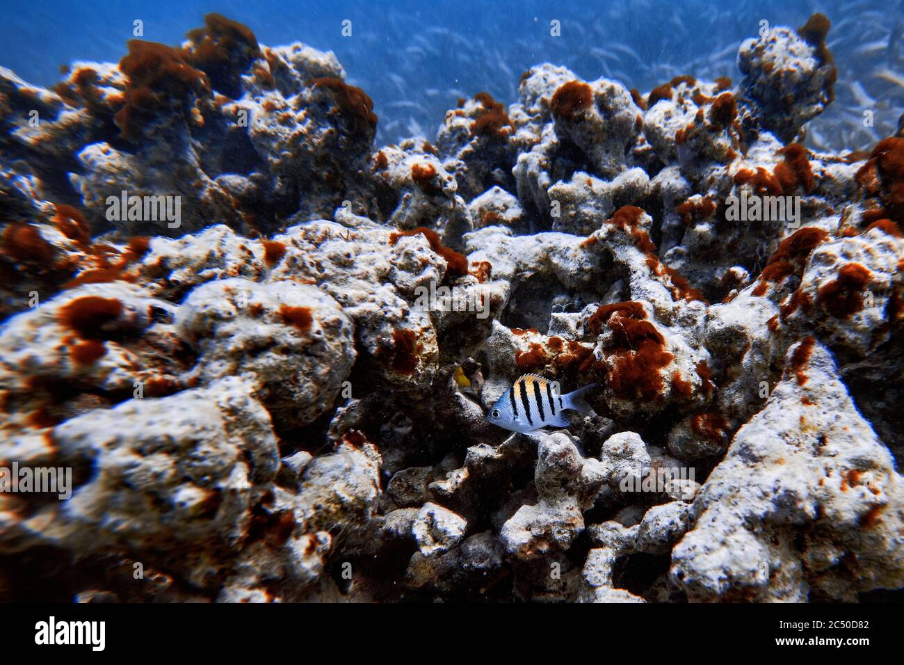 Underwater world. Tropical transparent ocean. Still Calm Sea Water ...