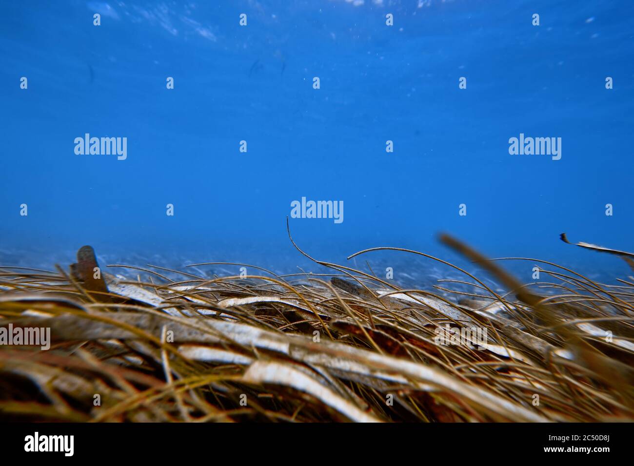 Underwater world. Tropical transparent ocean. Still Calm Sea Water ...