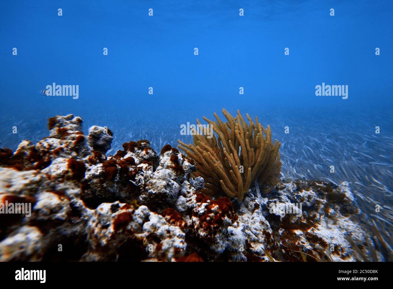 Underwater world. Tropical transparent ocean. Still Calm Sea Water ...
