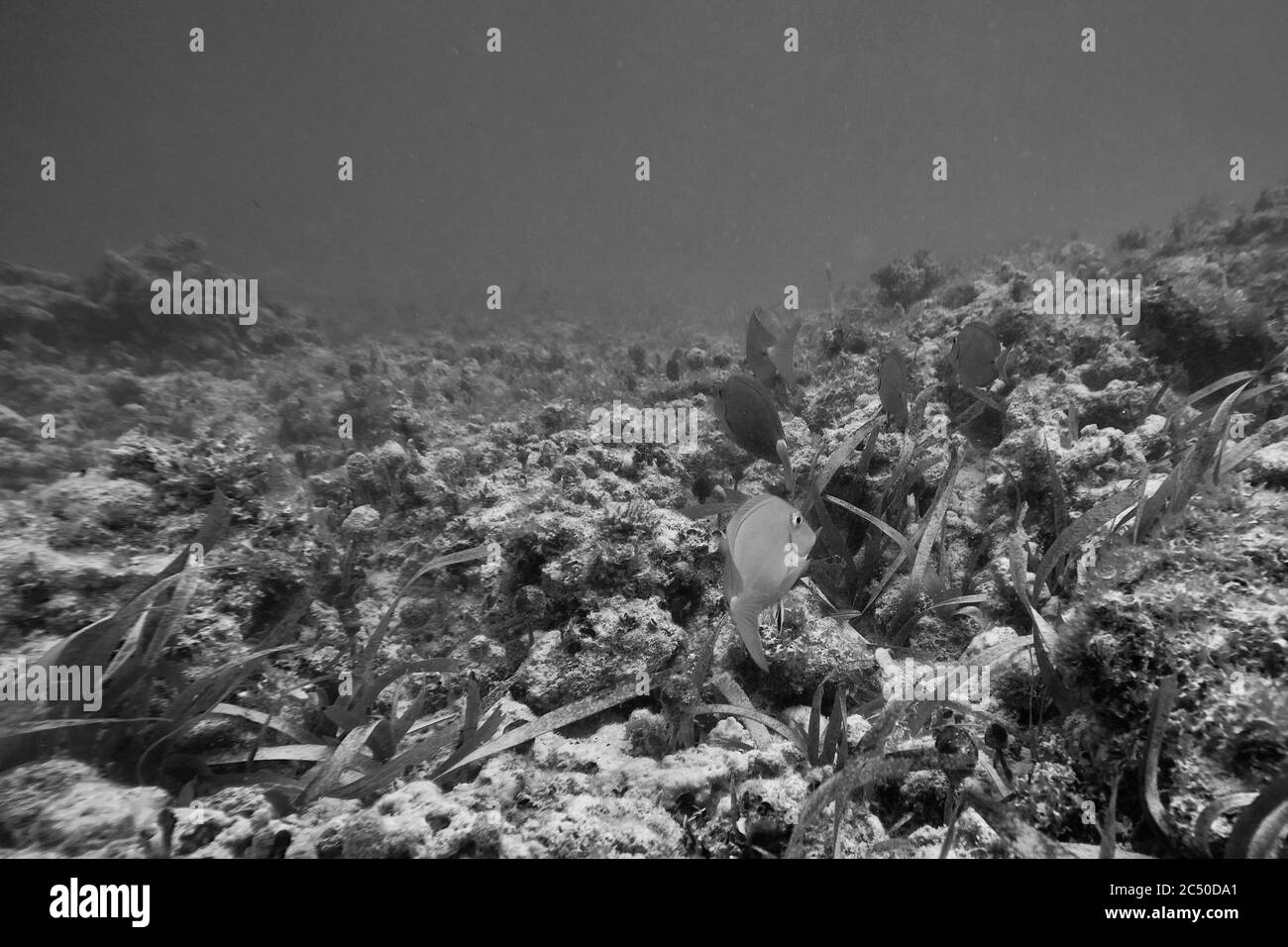 Underwater world. Tropical transparent ocean. Still Calm Sea Water ...