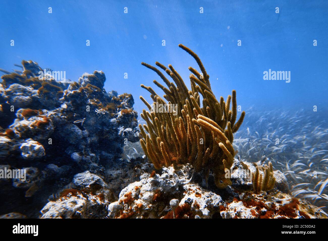Underwater world. Tropical transparent ocean. Still Calm Sea Water ...