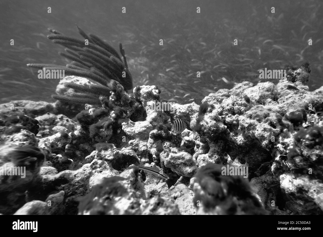 Underwater world. Tropical transparent ocean. Still Calm Sea Water ...