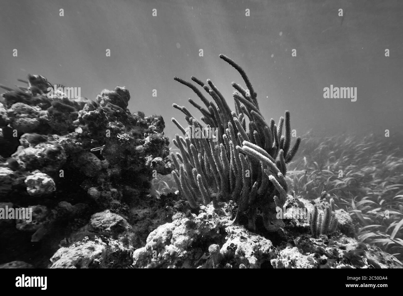 Underwater world. Tropical transparent ocean. Still Calm Sea Water ...
