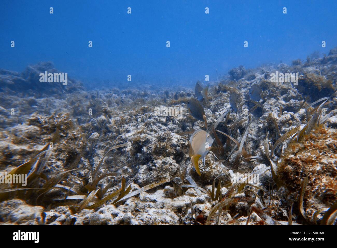 Underwater world. Tropical transparent ocean. Still Calm Sea Water ...