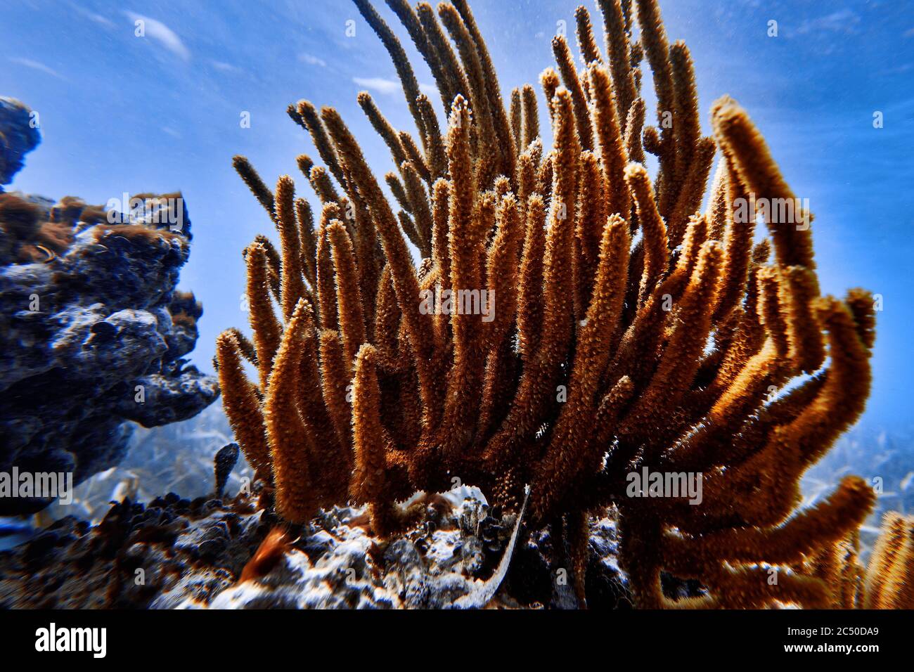 Underwater world. Tropical transparent ocean. Still Calm Sea Water ...