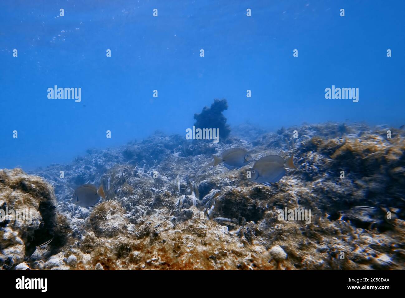 Underwater world. Tropical transparent ocean. Still Calm Sea Water ...