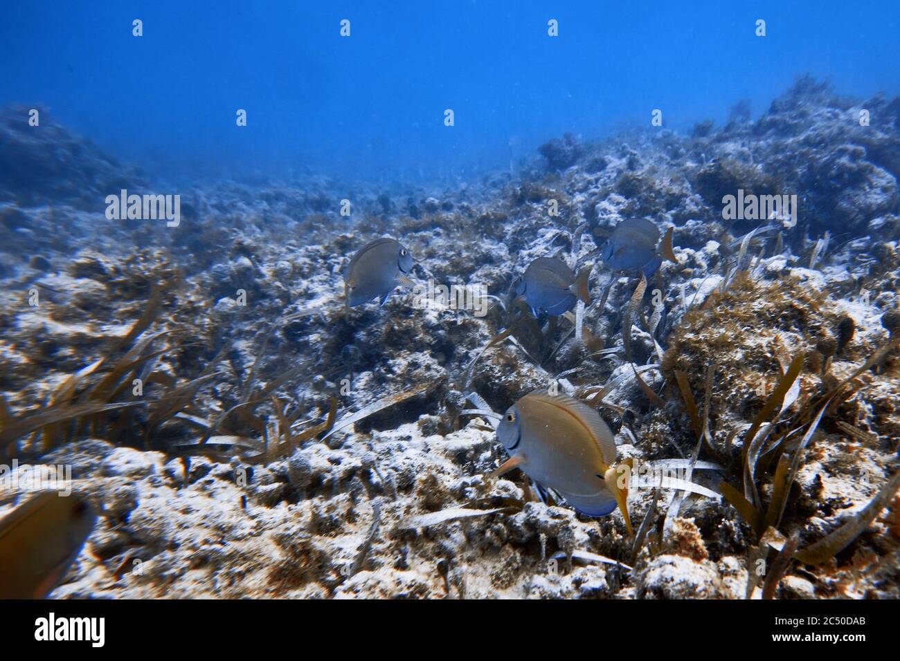 Underwater world. Tropical transparent ocean. Still Calm Sea Water ...