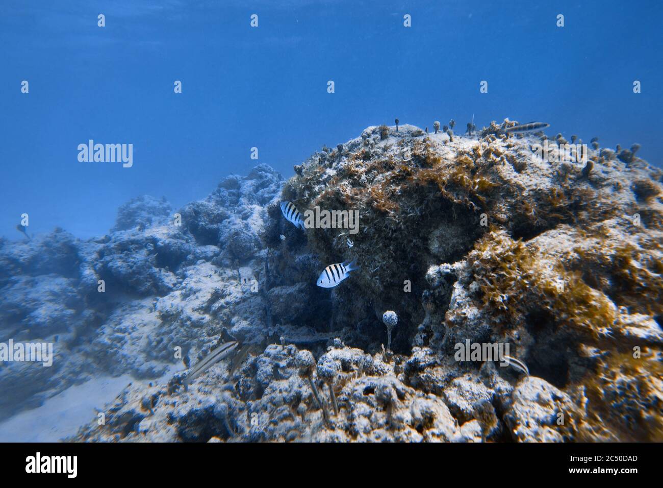 Underwater world. Tropical transparent ocean. Still Calm Sea Water ...