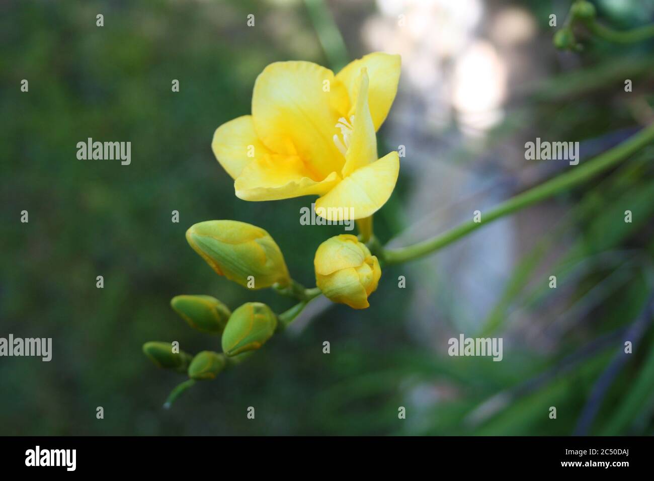 Blossom flower garden petal plant stem hi-res stock photography and ...