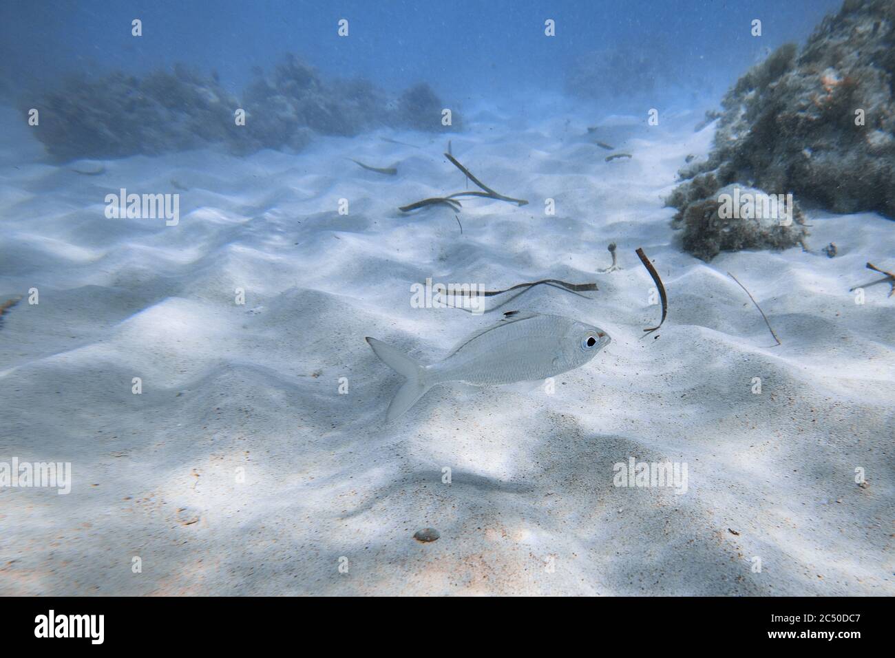 Underwater world. Tropical transparent ocean. Still Calm Sea Water ...