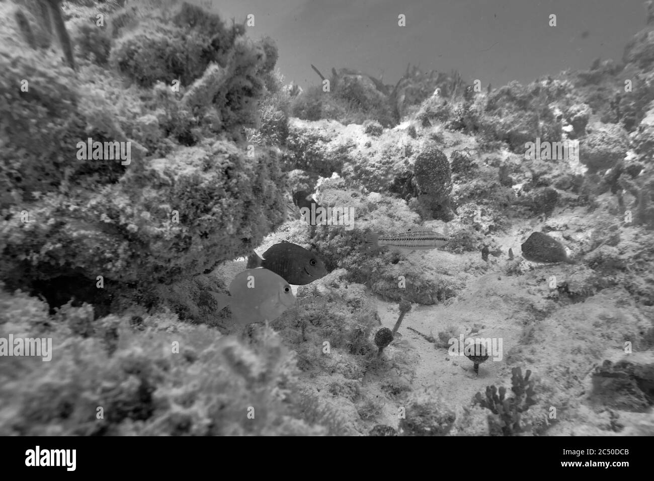 Underwater world. Tropical transparent ocean. Still Calm Sea Water ...