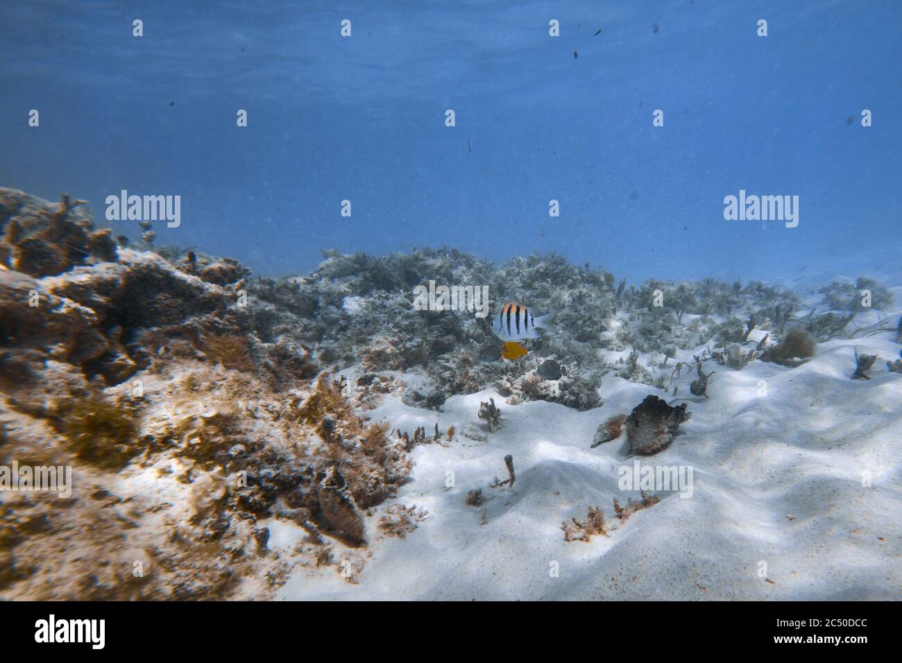Underwater world. Tropical transparent ocean. Still Calm Sea Water ...