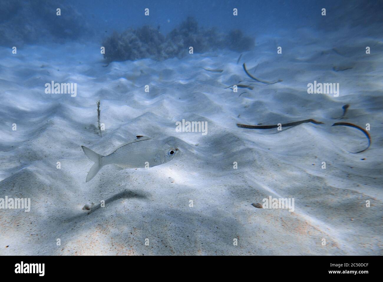 Underwater world. Tropical transparent ocean. Still Calm Sea Water ...