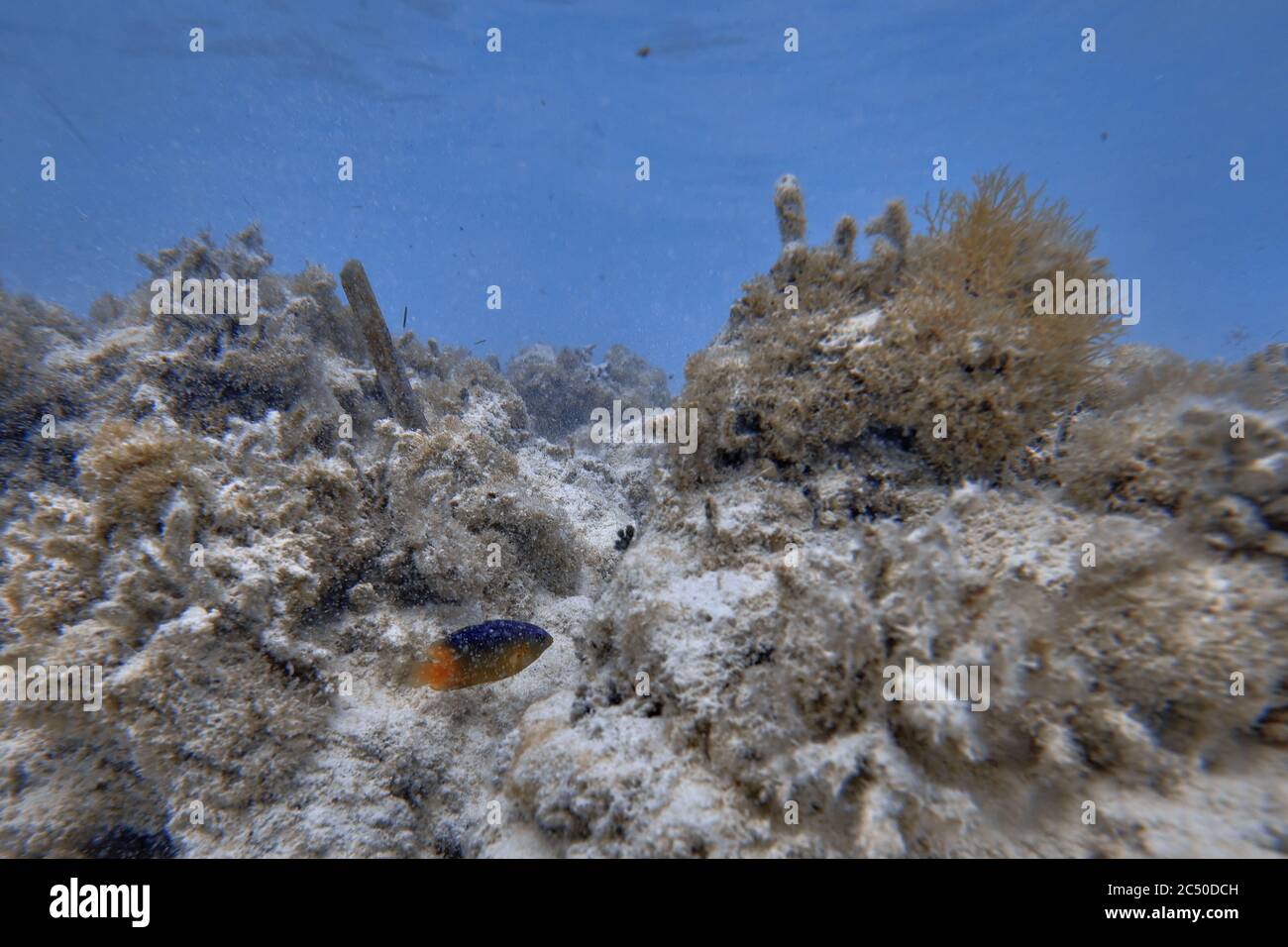 Underwater world. Tropical transparent ocean. Still Calm Sea Water ...