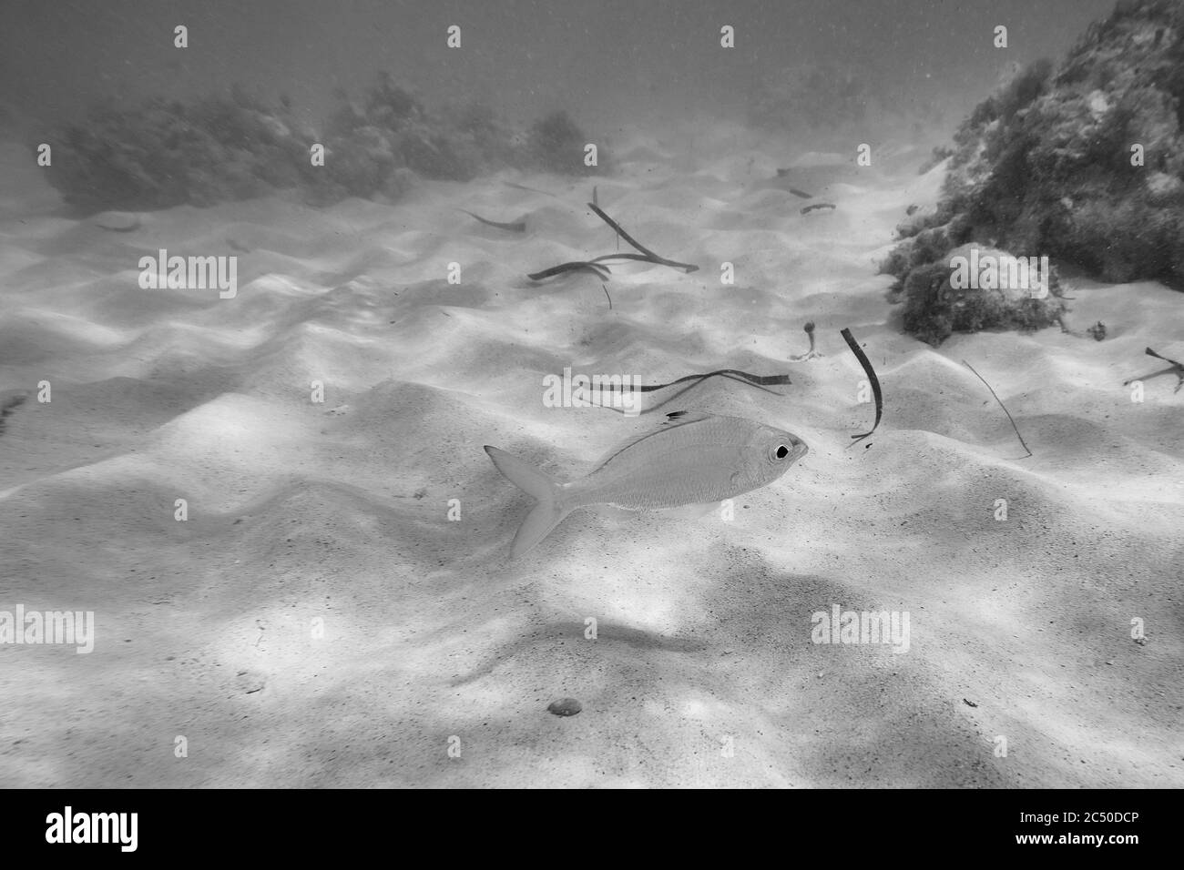 Underwater world. Tropical transparent ocean. Still Calm Sea Water ...