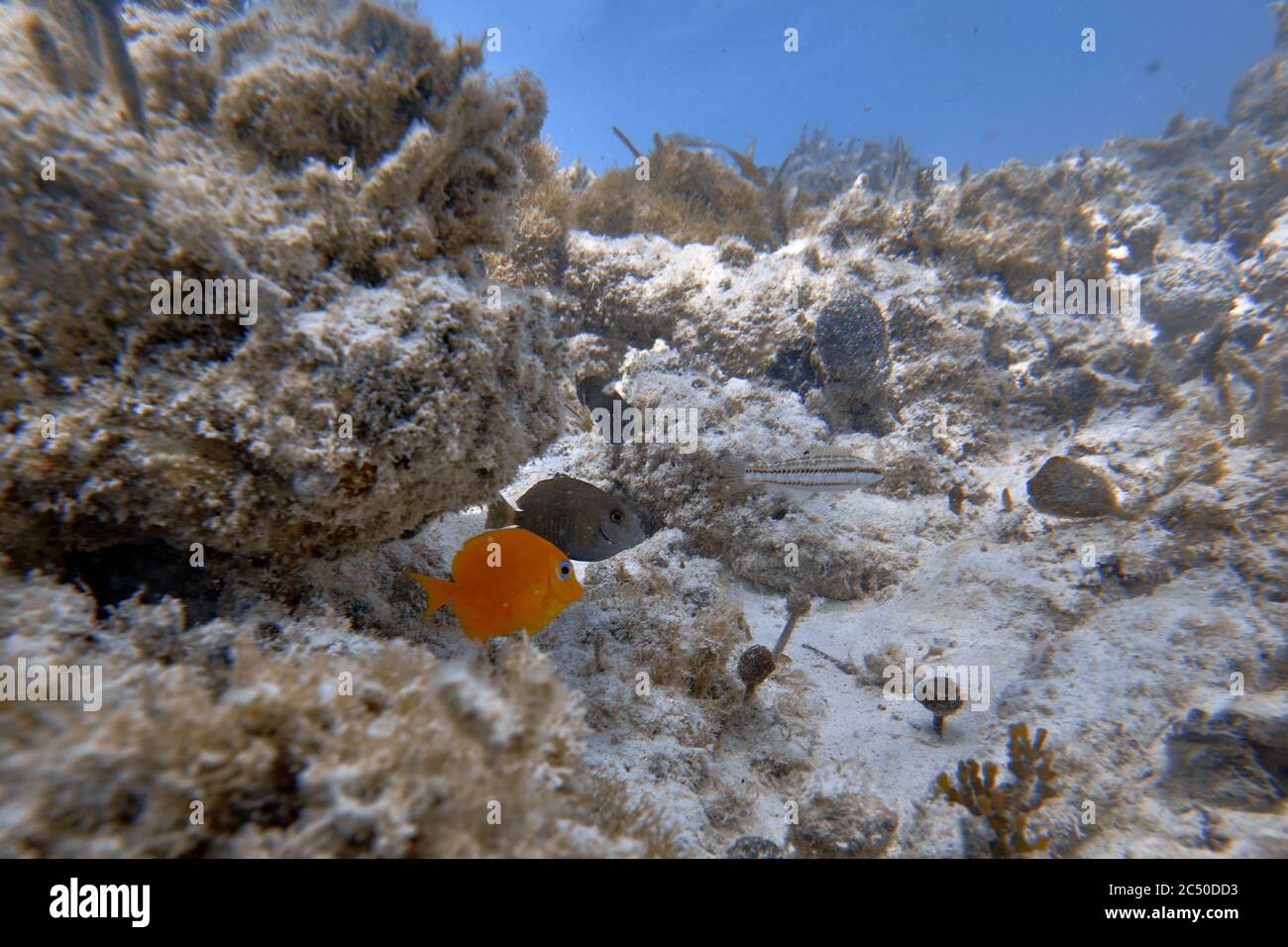 Underwater world. Tropical transparent ocean. Still Calm Sea Water ...