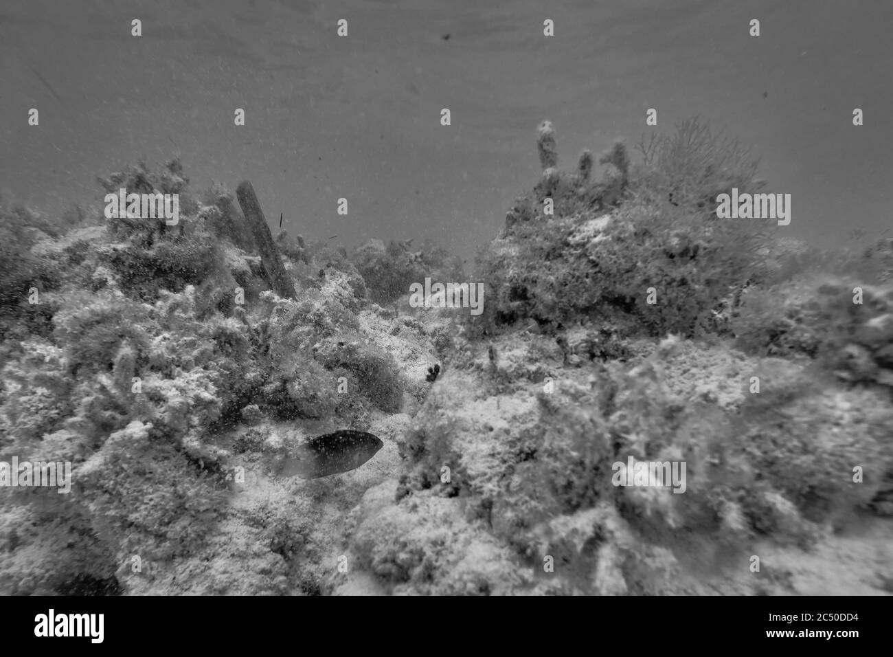 Underwater world. Tropical transparent ocean. Still Calm Sea Water ...