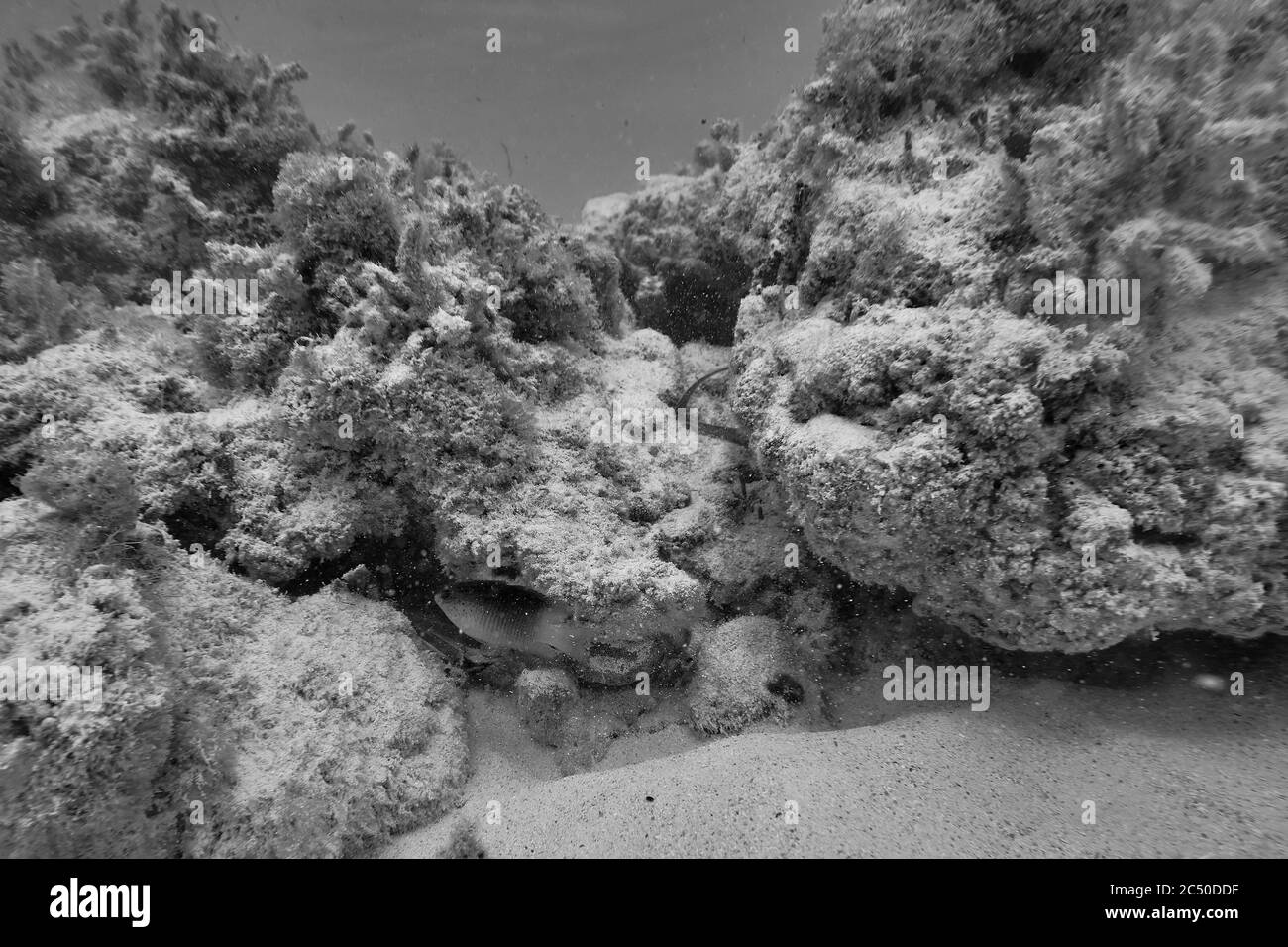 Underwater world. Tropical transparent ocean. Still Calm Sea Water ...