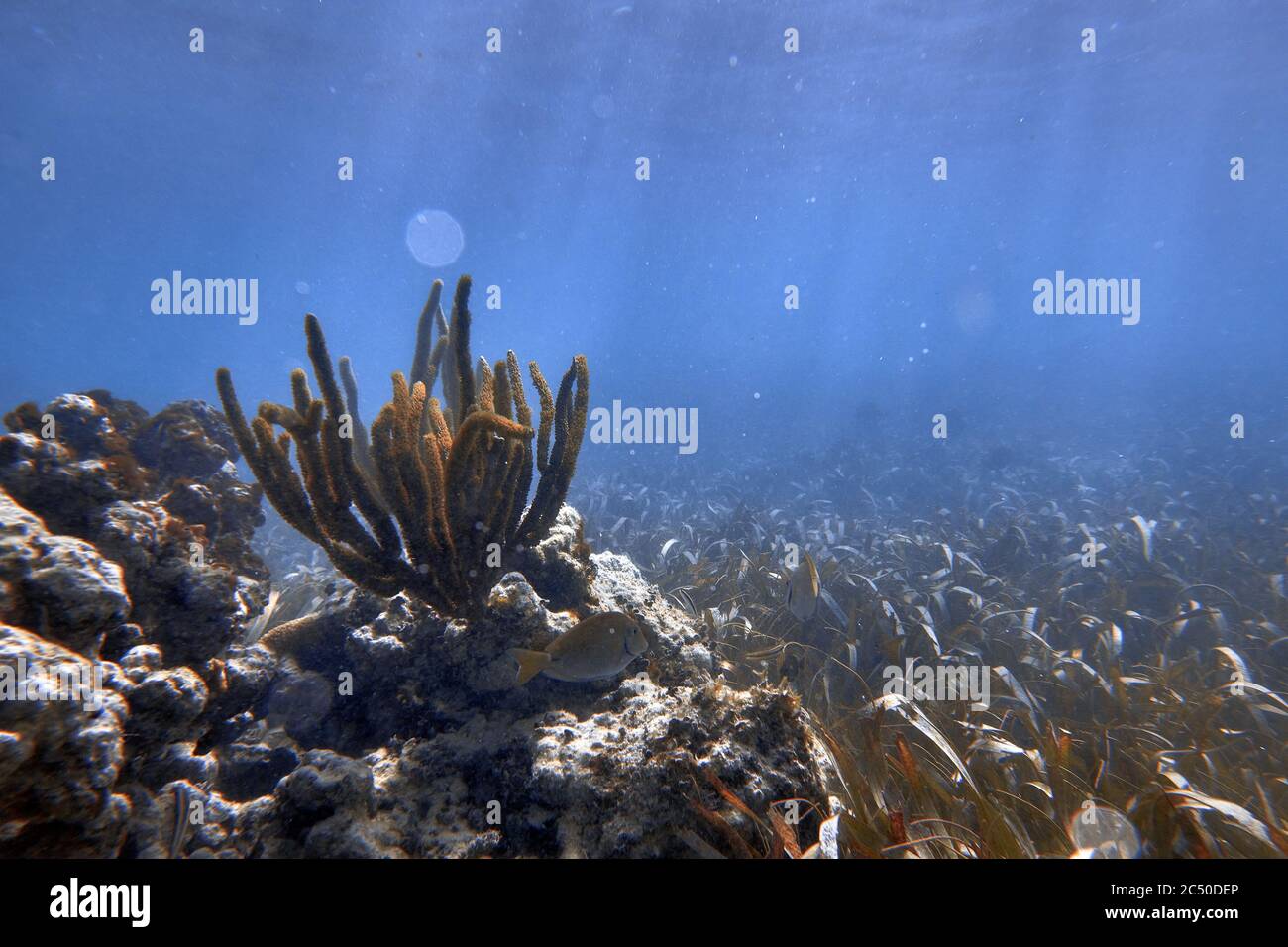 Underwater world. Tropical transparent ocean. Still Calm Sea Water ...