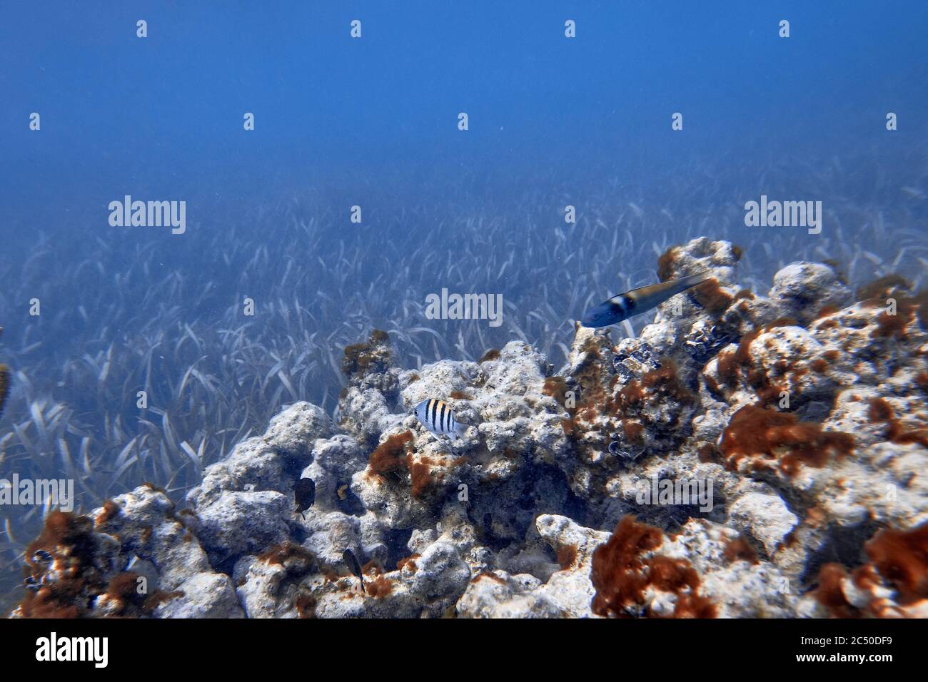 Underwater world. Tropical transparent ocean. Still Calm Sea Water ...