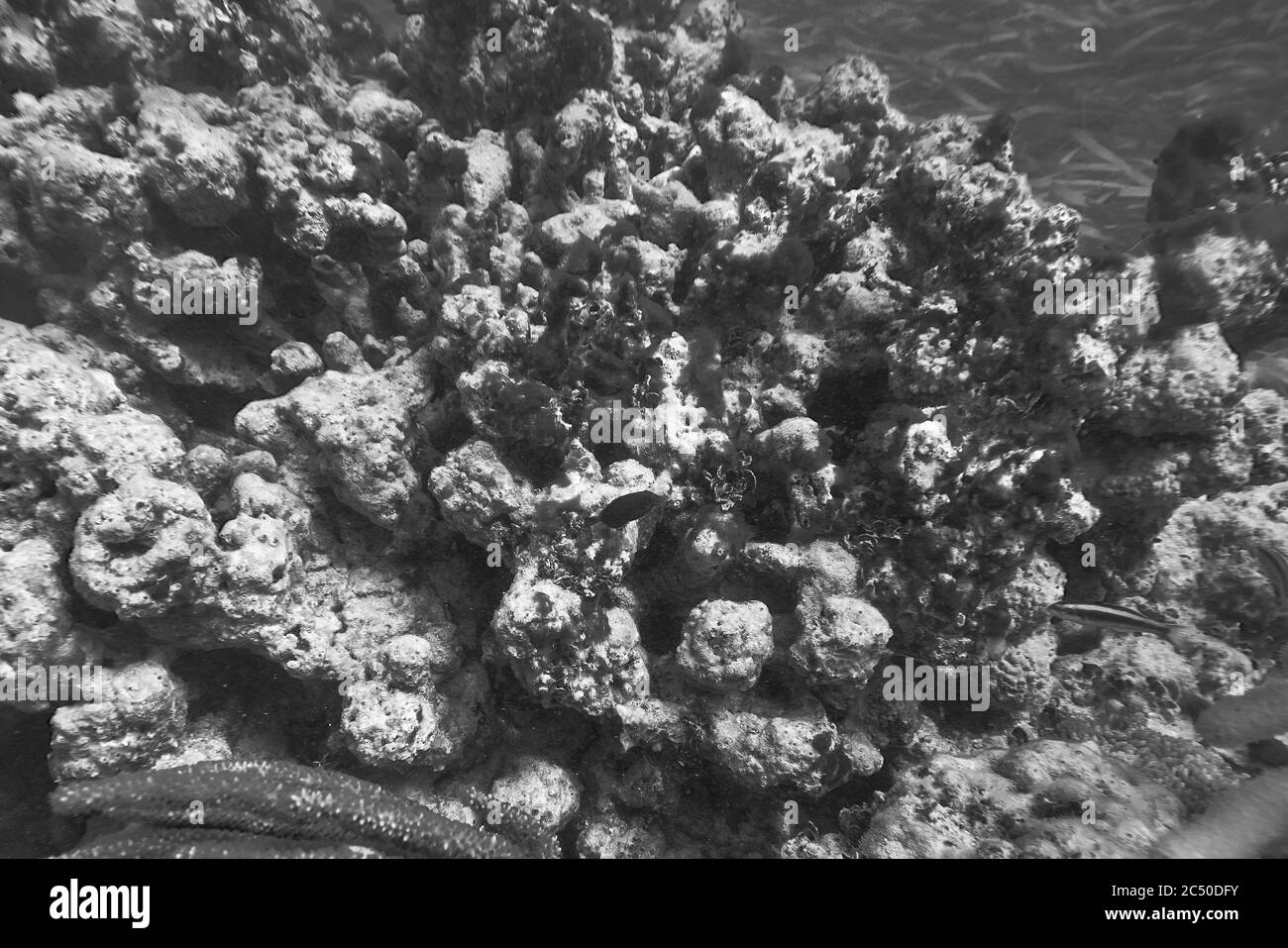 Underwater world. Tropical transparent ocean. Still Calm Sea Water ...