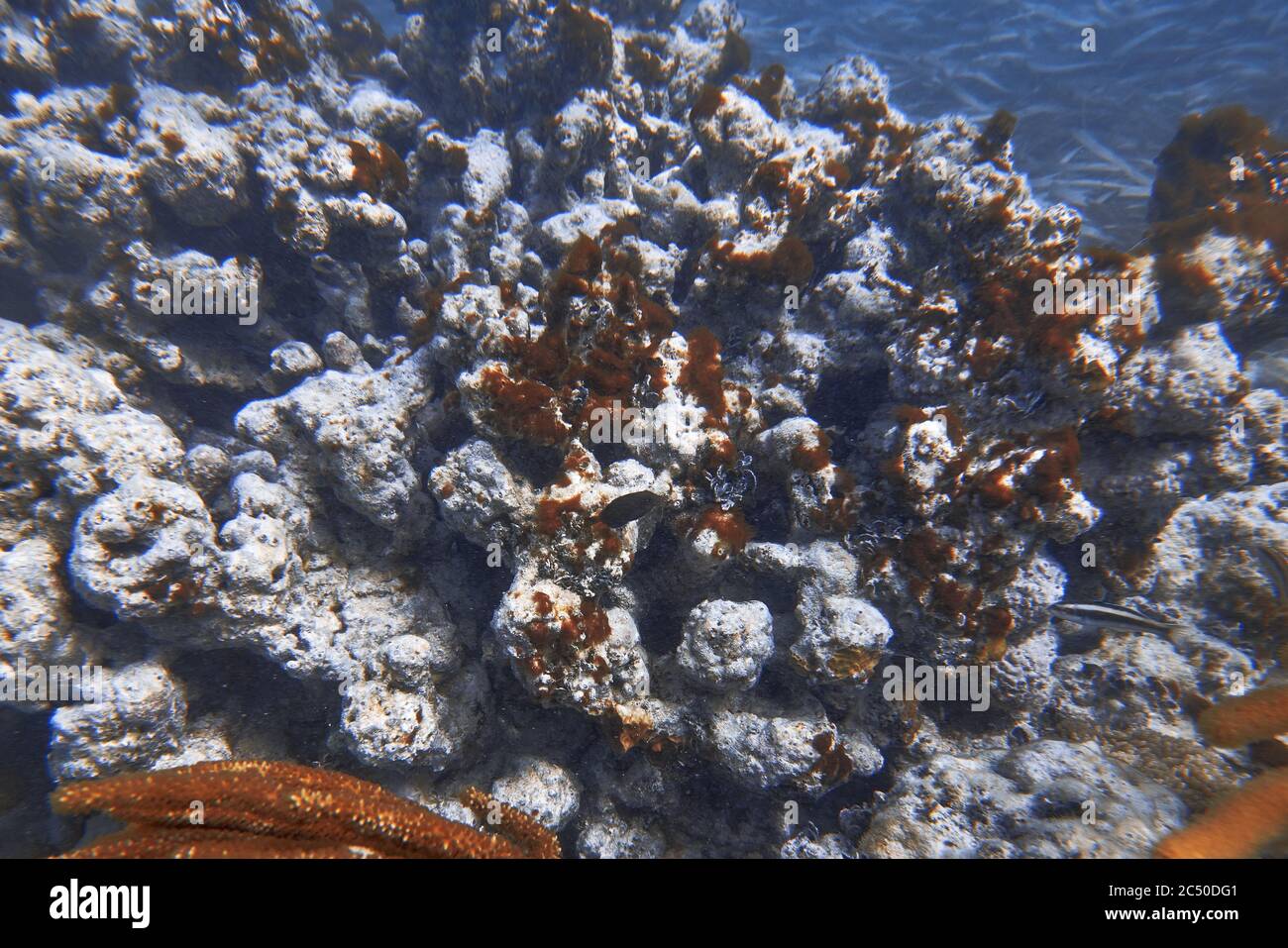 Underwater world. Tropical transparent ocean. Still Calm Sea Water ...