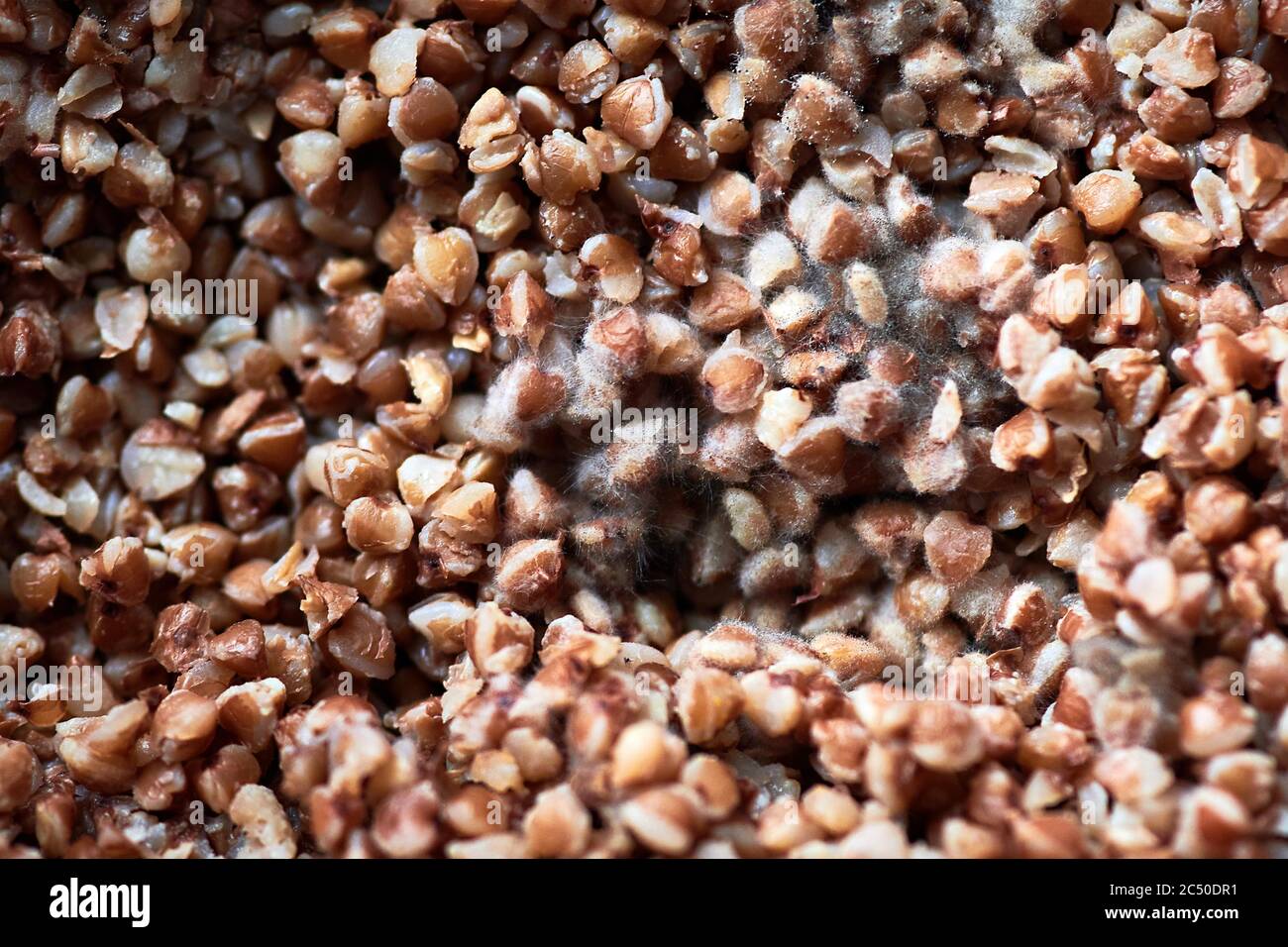 Moldy buckwheat, macro, close up.. Fluffy fungi spores mold growing on ...