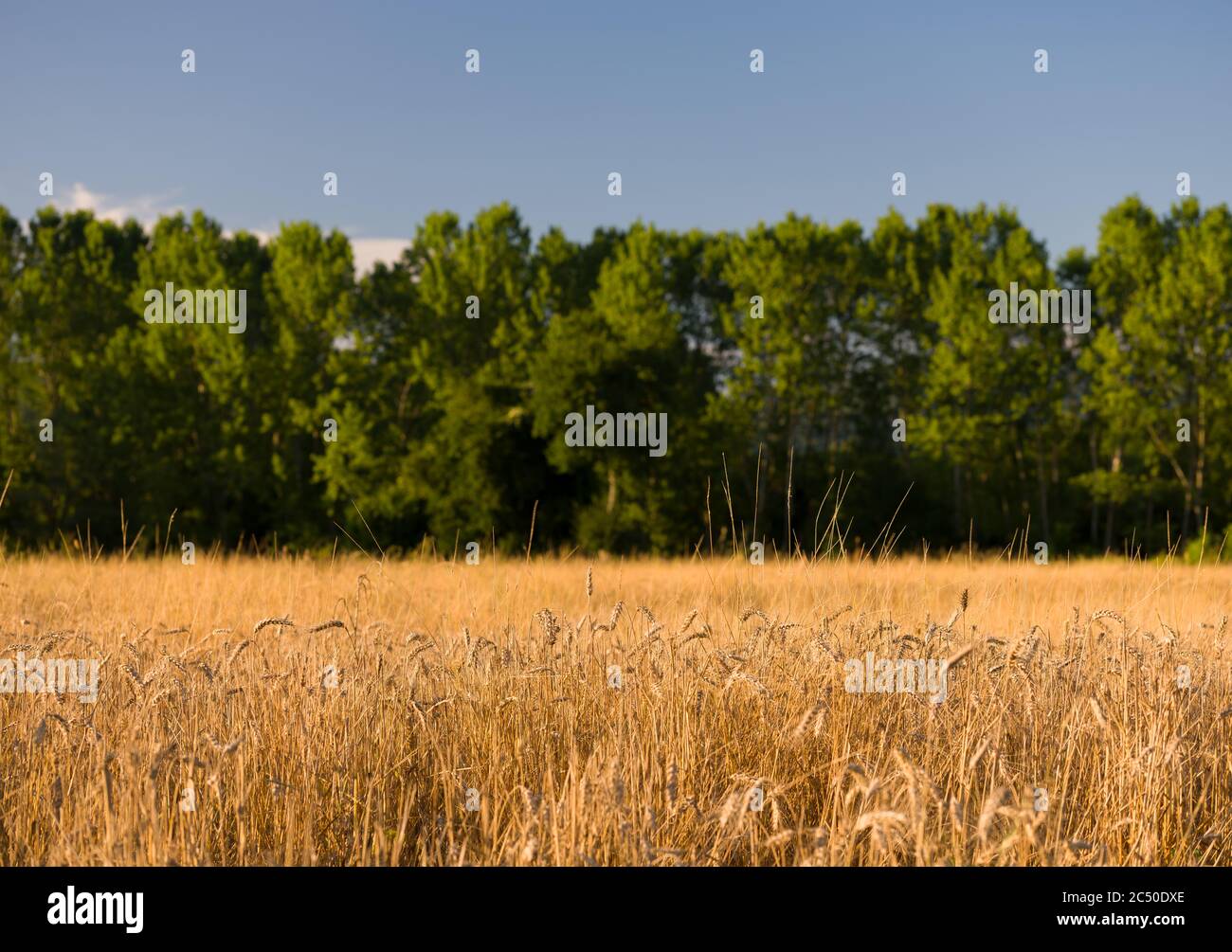 Agricultural background. Wheat field, poplar trees and blue sky Stock ...