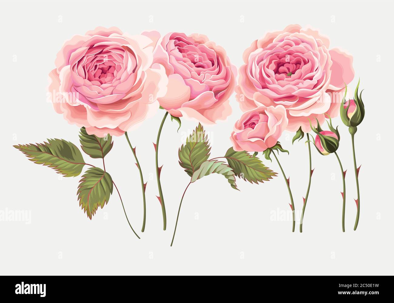 Roses blossom Stock Vector Images - Alamy