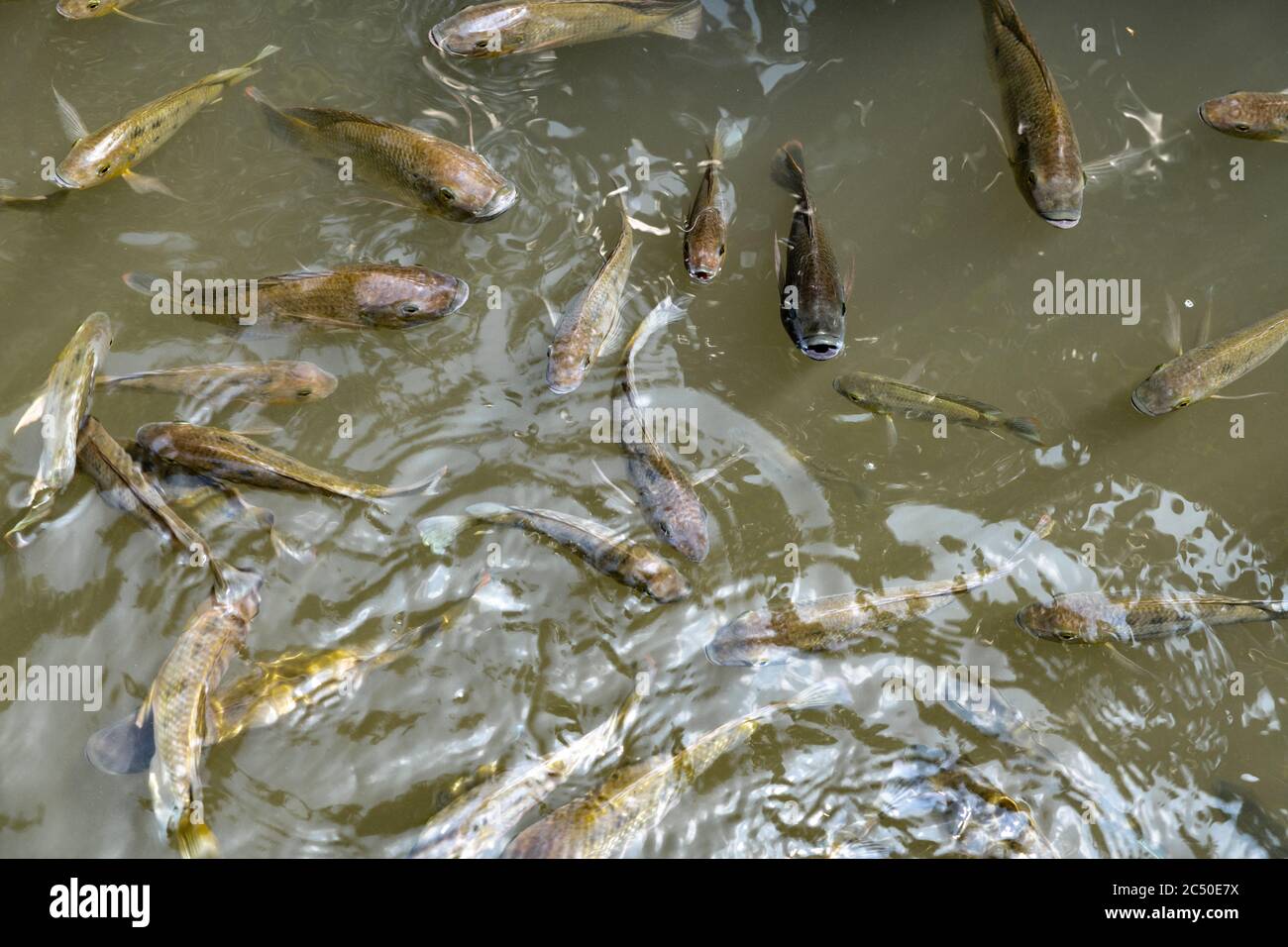 Fish in a Pond Stock Photo - Alamy