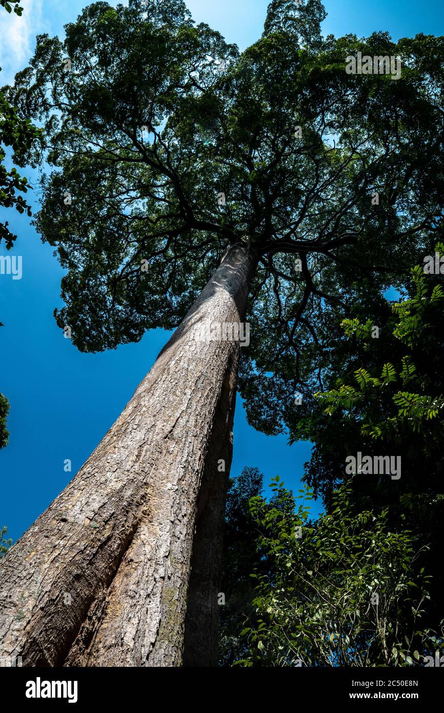 Heritage Tree - Common Pulai (Alstonia angustiloba) on Pulau Ubin ...