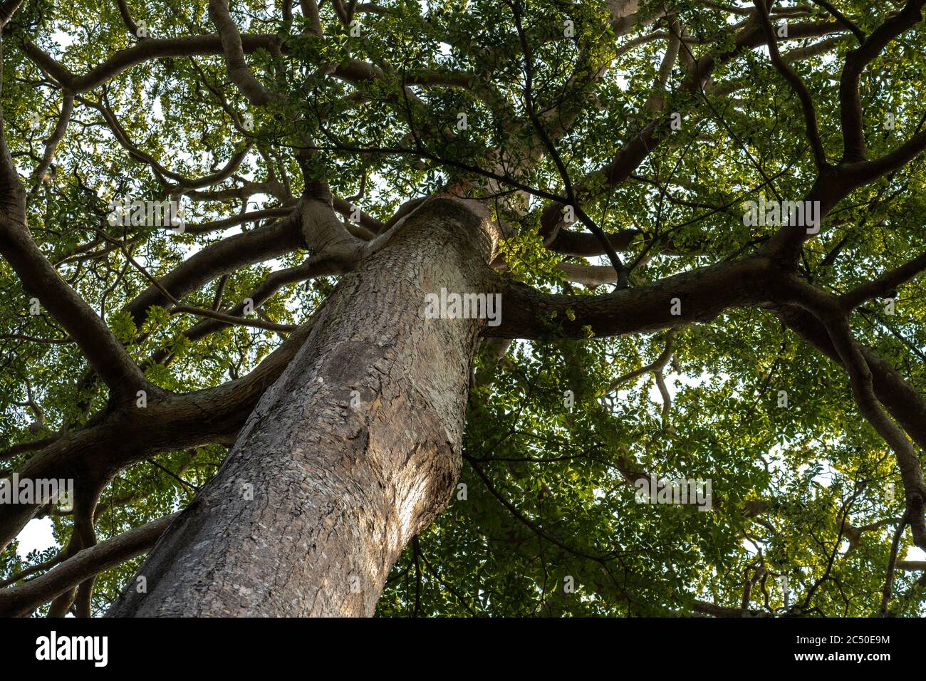 Heritage Tree - Common Pulai (Alstonia angustiloba) on Pulau Ubin ...