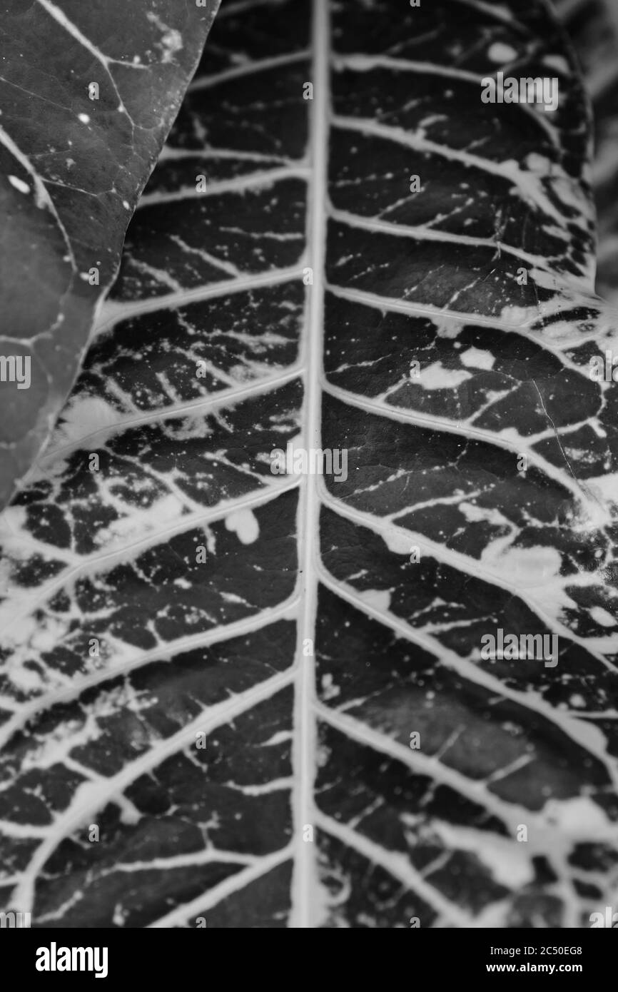 Aspidistra Leaves High Resolution Stock Photography and Images - Alamy