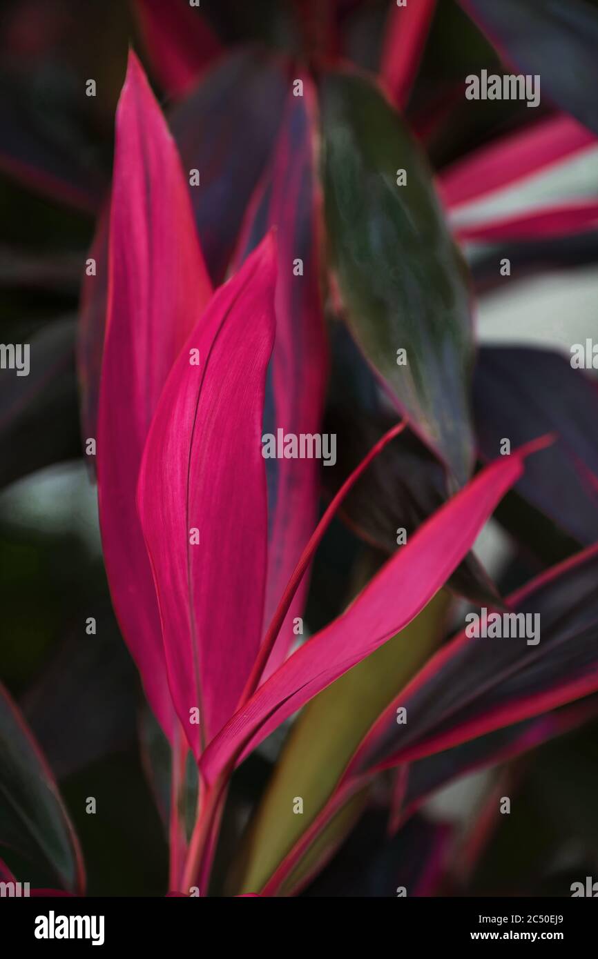 Ti plant, Cordyline fruticosa imagae. Long, bright, purple and pink ...