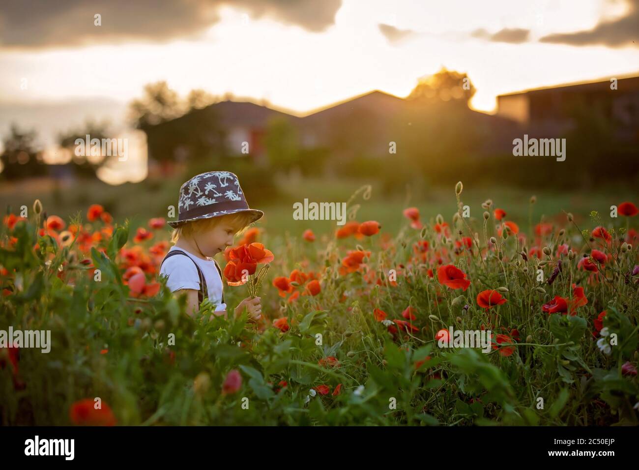 Beautiful toddler boy, child gathering poppies on sunset in beautiful ...