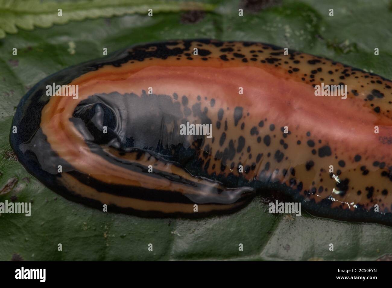 Planarian hi-res stock photography and images - Alamy