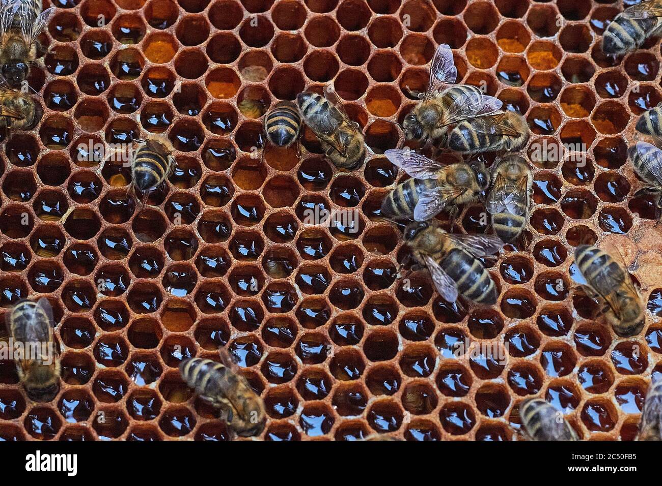 Harvest bug hi-res stock photography and images - Alamy