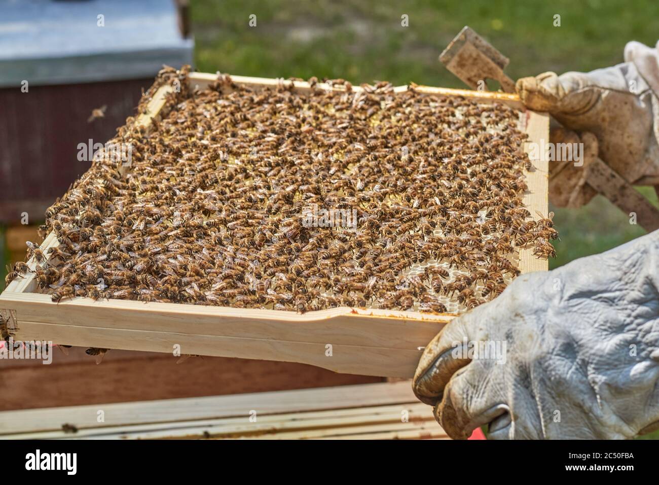Bees harvest, beehives overview, Poland Stock Photo - Alamy